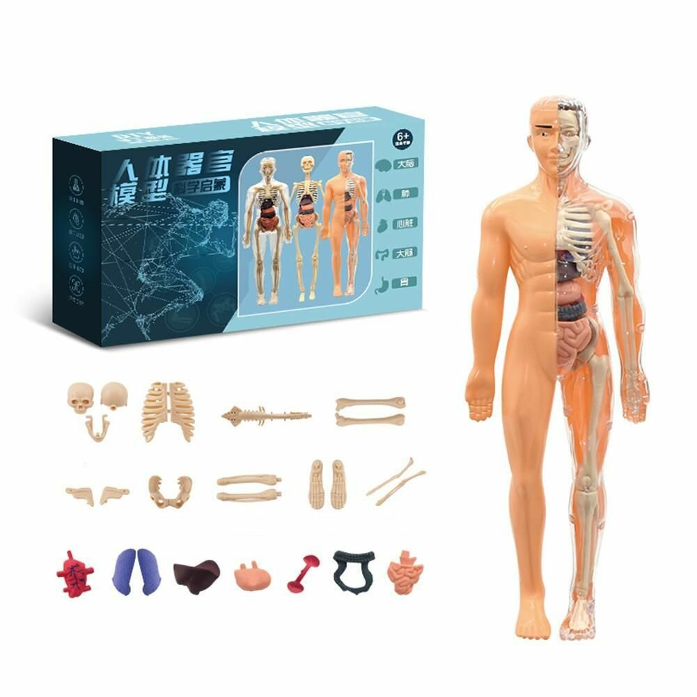 Обучающий игровой набор "Строение тела человека" со скелетом и внутренними органами, интерактивная анатомия