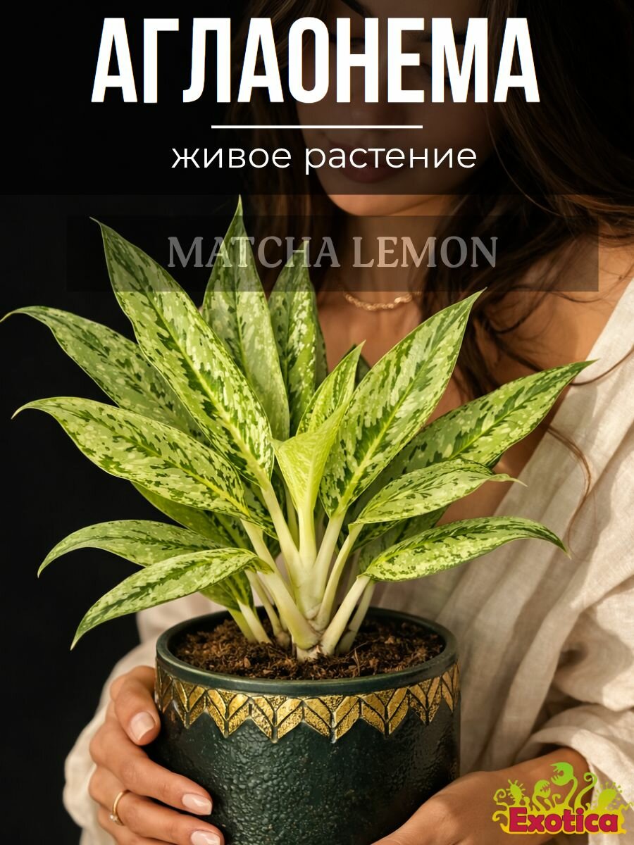 Аглаонема Матча Лемон (Aglaonema Matcha Lemon) D12см, растение в горшке