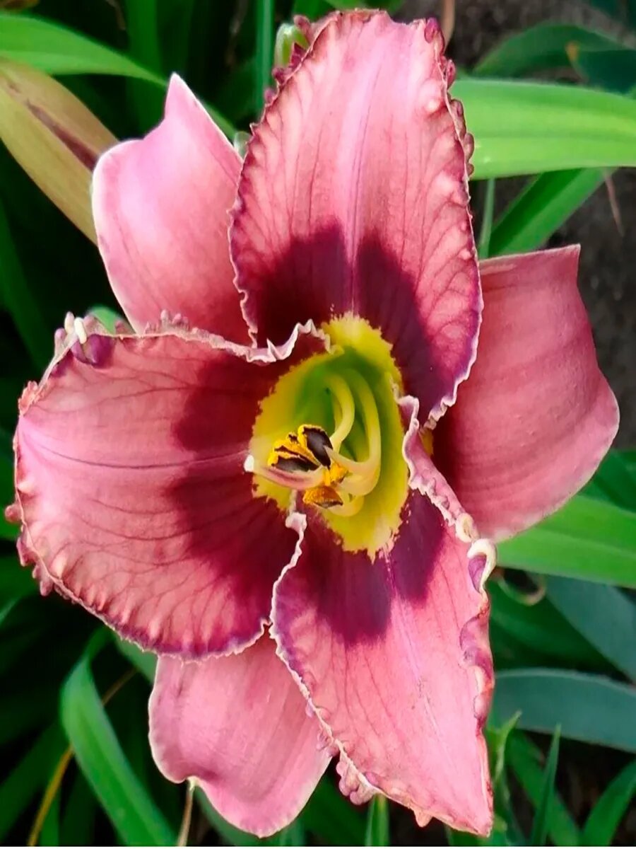 Лилейник Catcher in the Eye C1