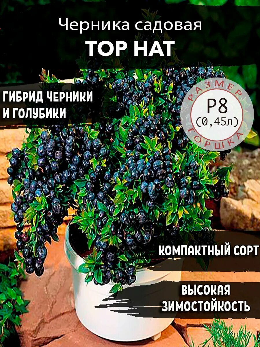 Черника садовая Top Hat