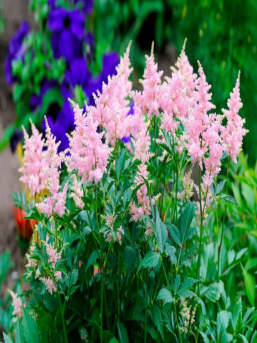 Астильба японская Europa