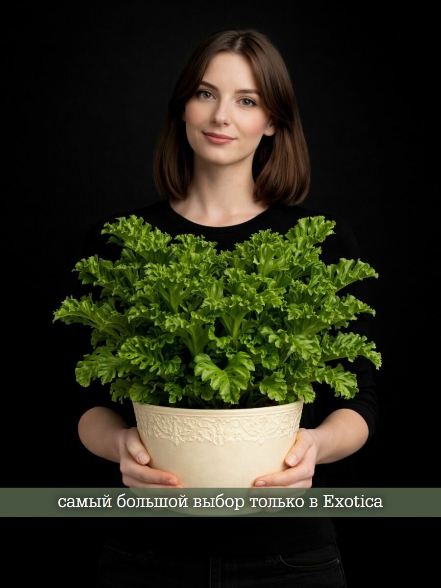 Асплениум Лесли (Asplenium Antiquum Leslie) D6см, живой цветок — фото 1