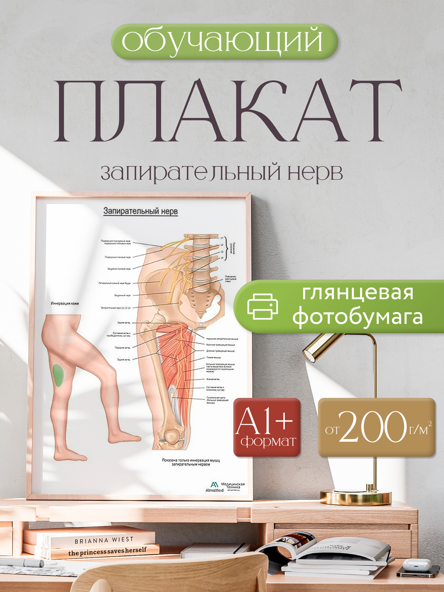 Обучающий плакат "Запирательный нерв", размер А1+, глянцевая фотобумага от 200г/м2