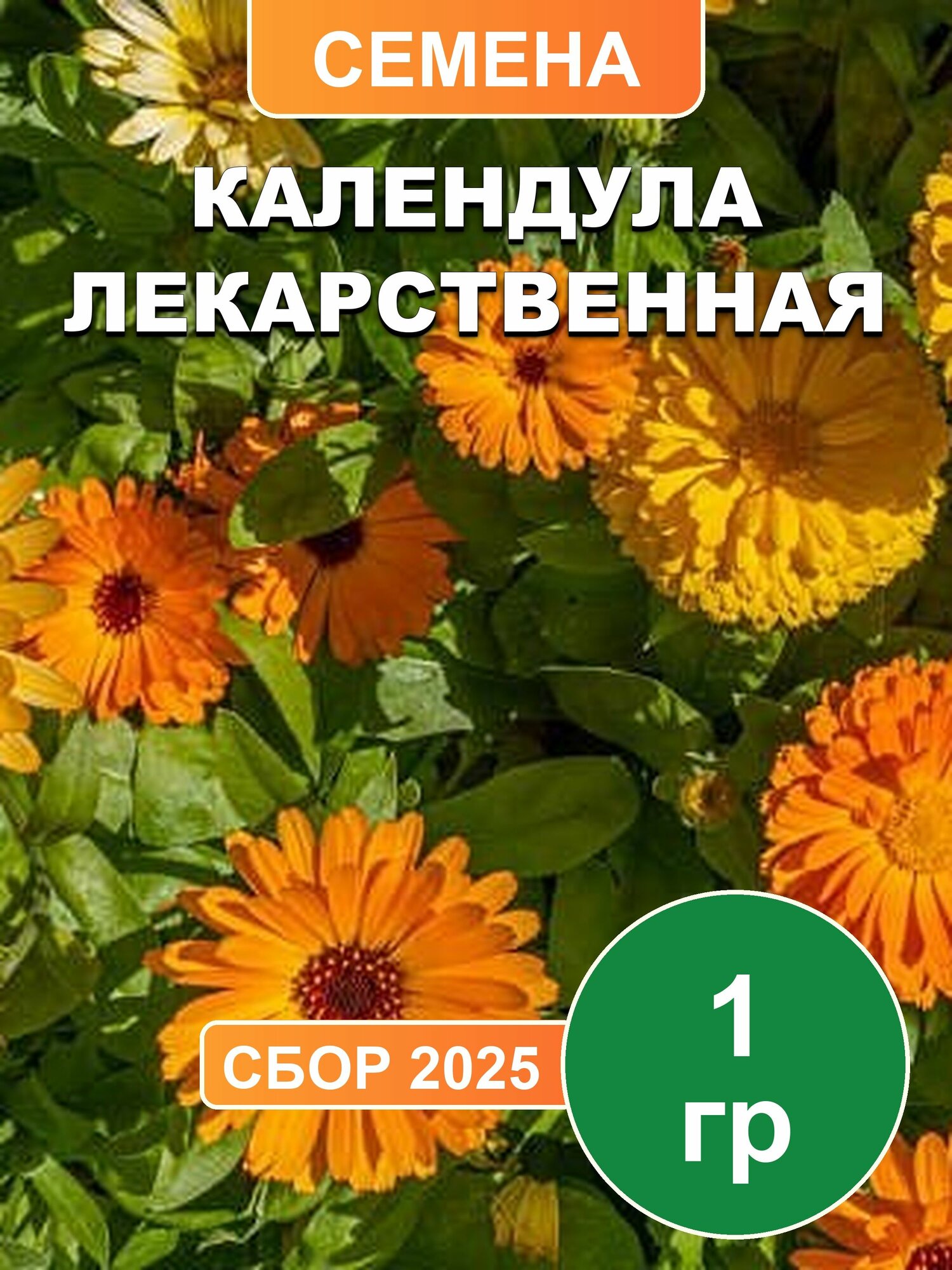 Календула лекарственная, семена, 1гр