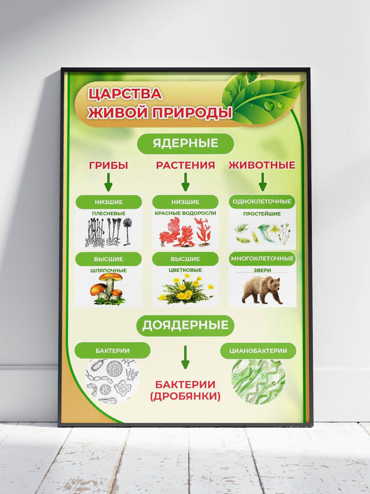 Плакат на стену для интерьера Для Детей (Биология 21) - Постер по обучению формата A4 (21x30 см)