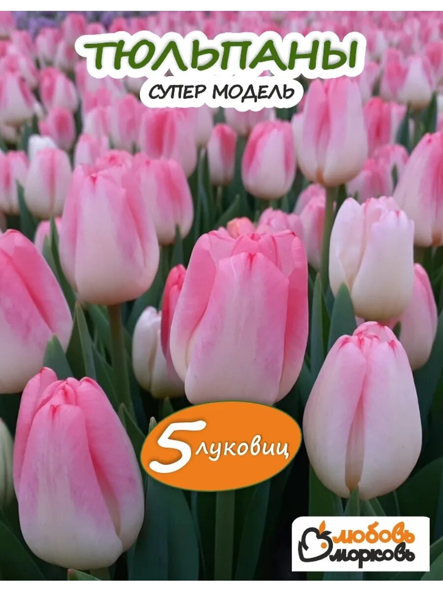 Тюльпан Луковица, Супермодель, 5 шт