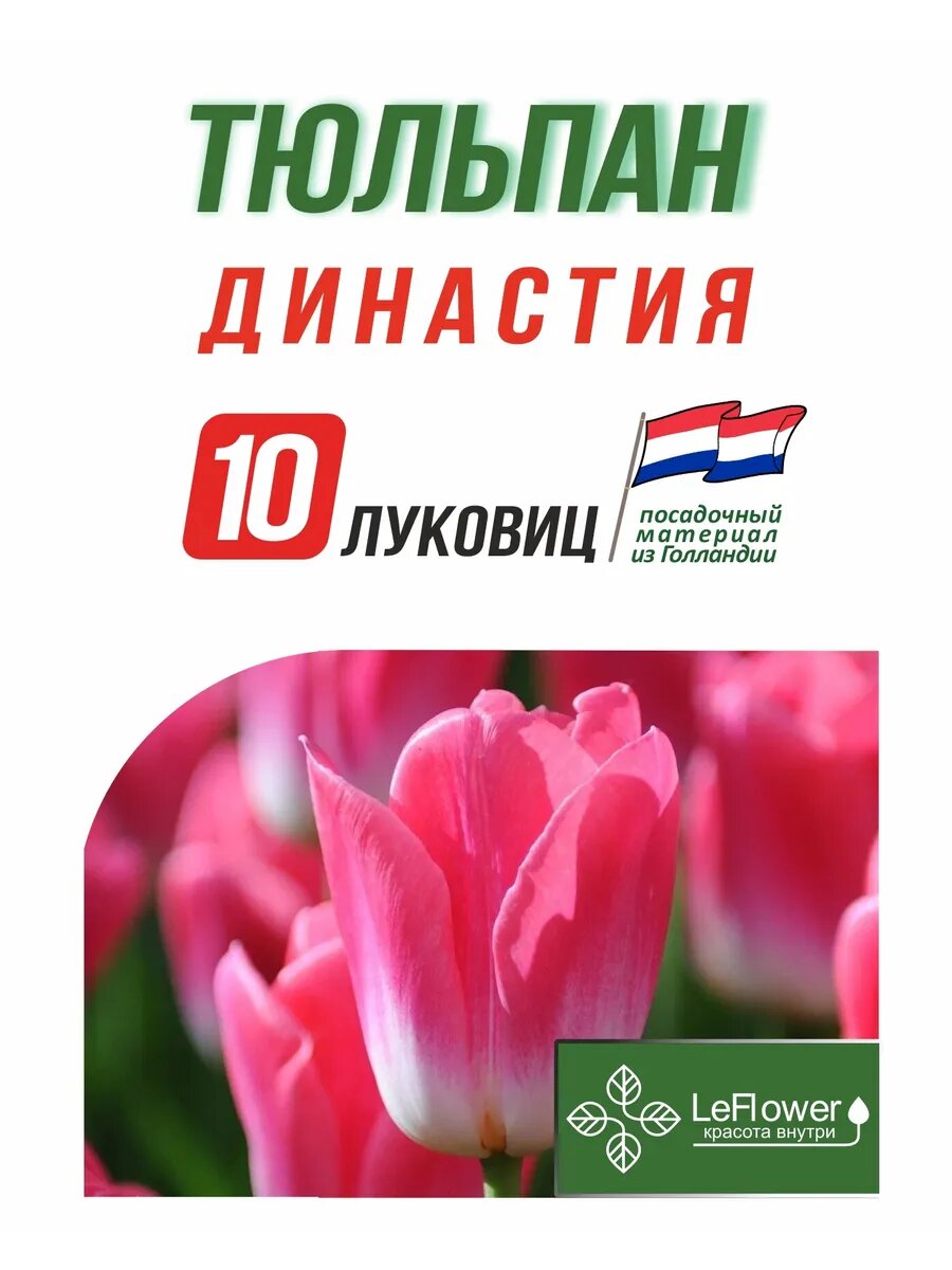 Тюльпан Луковица, Династия 10шт
