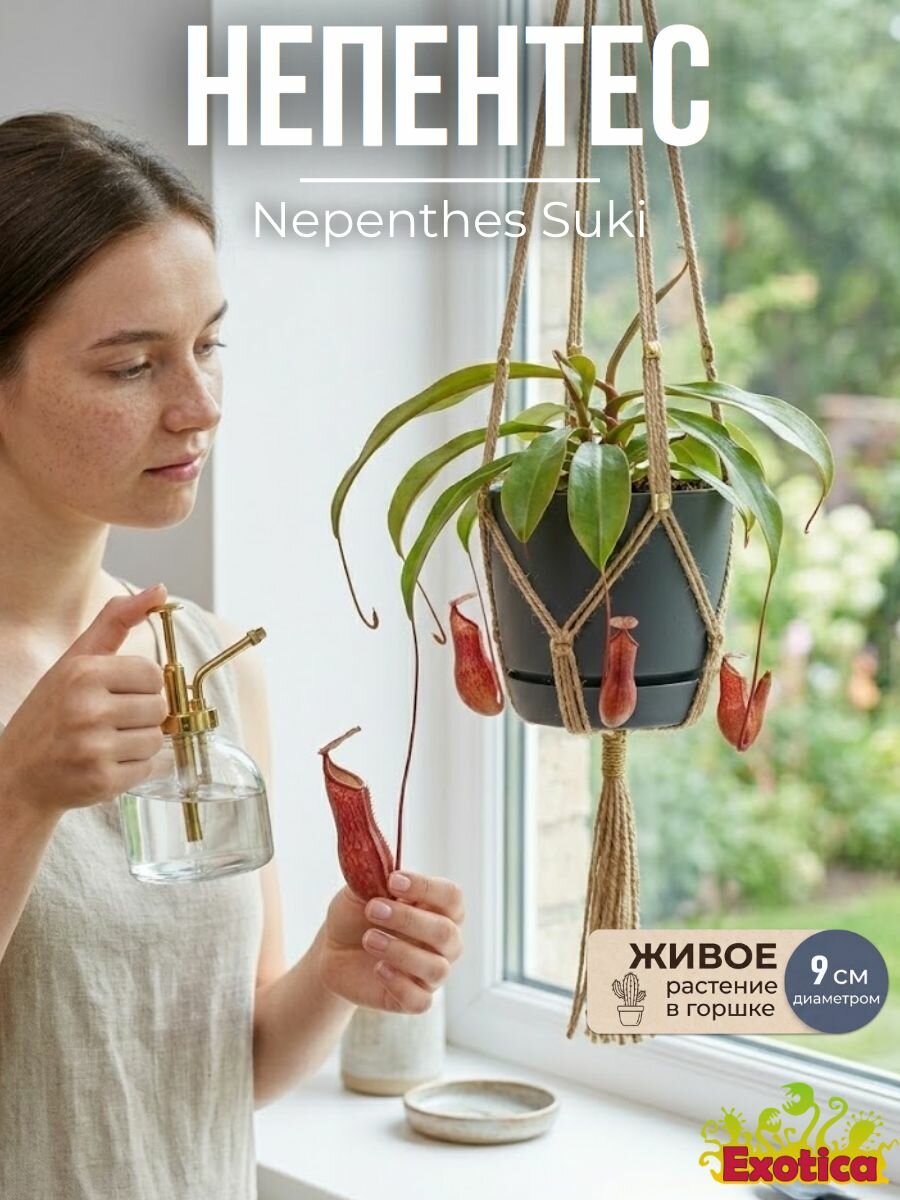 Непентес Суки, или Непентес Сюки (Nepenthes Suki) D9см, хищное растение