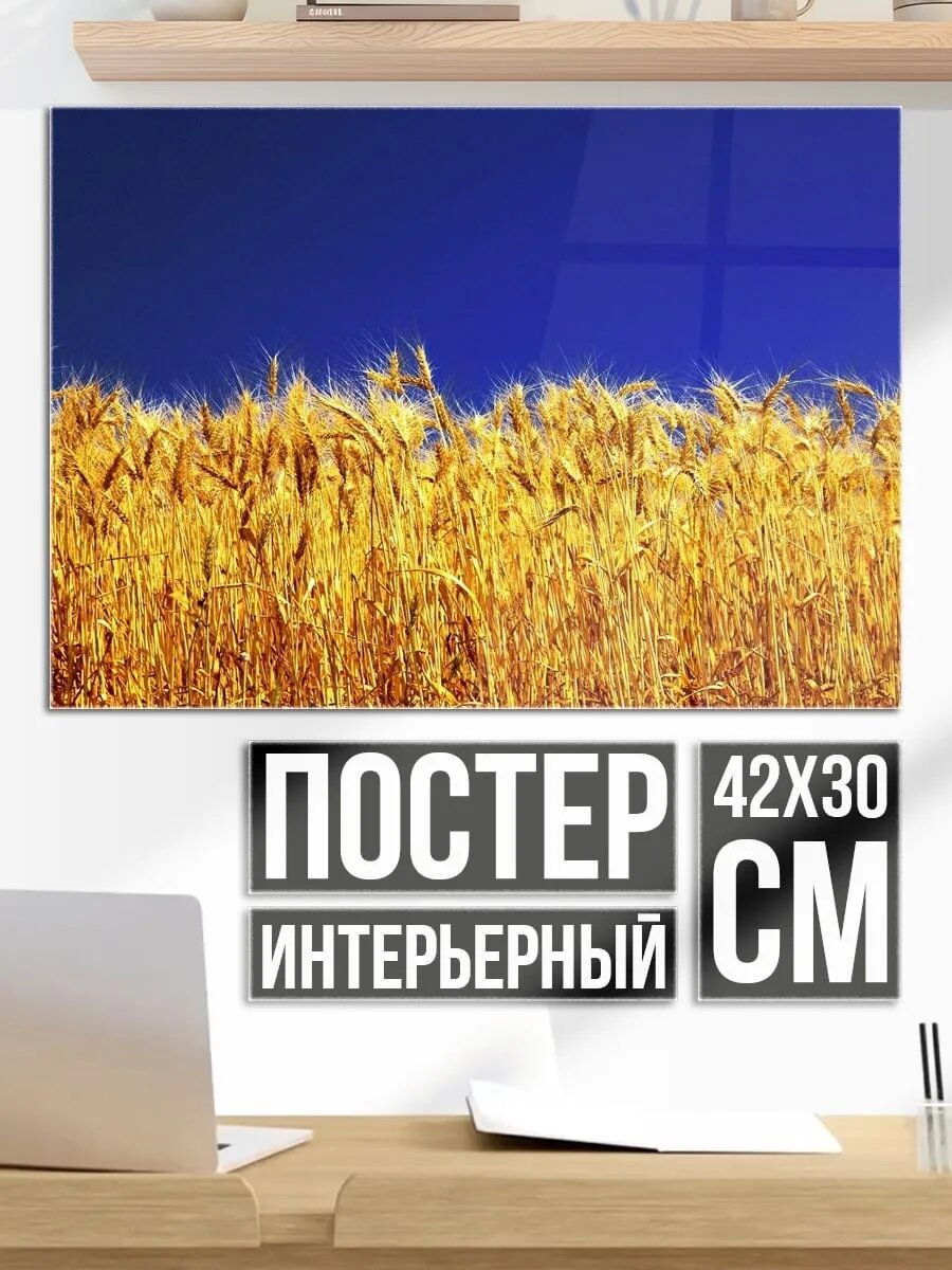 Плакат постер Золотое поле пшеницы