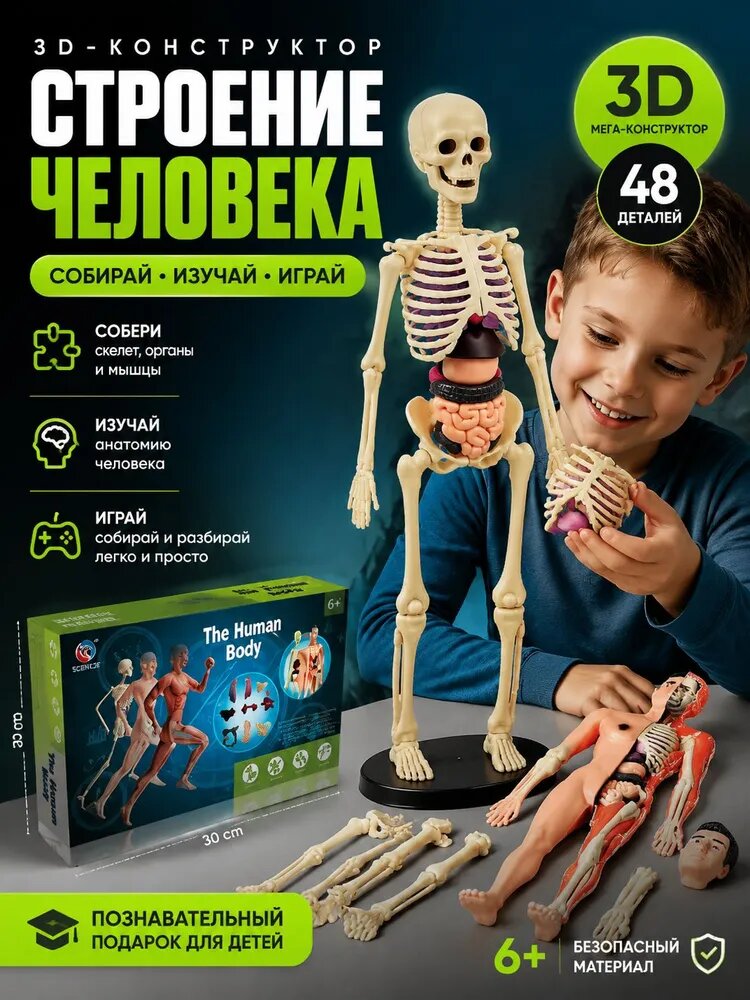 3Д конструктор со скелетом, детский, анатомия для детей, развивающая игрушка