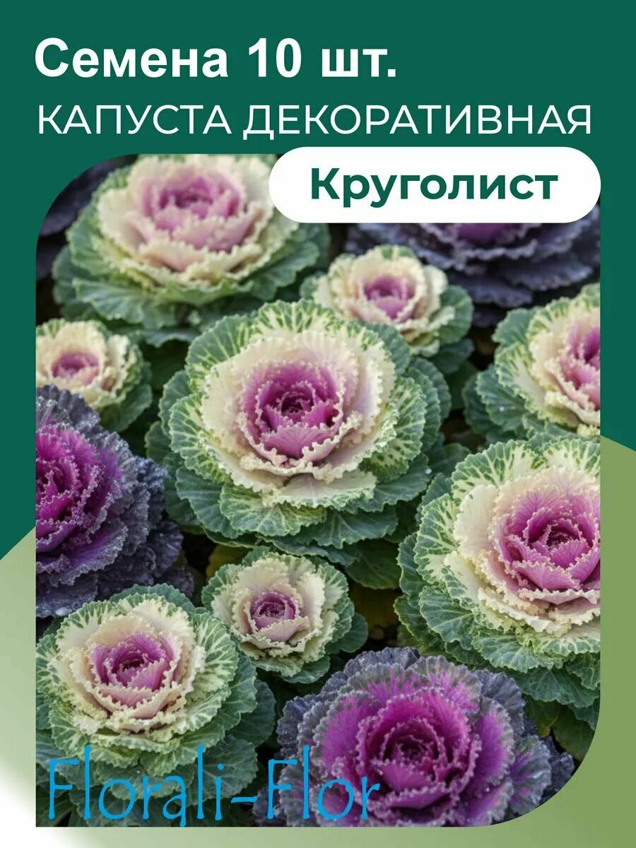 Капуста Декоративная Семена