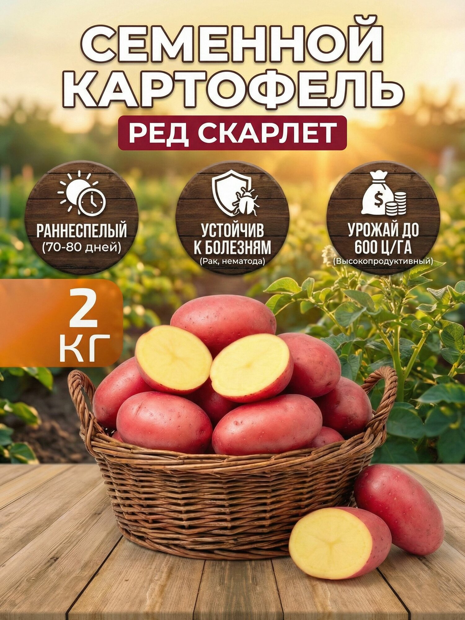 Картофель семенной Ред Скарлет 2 кг клубни на посадку ранний скороспелый сорт для жарки, салатов и варки супов