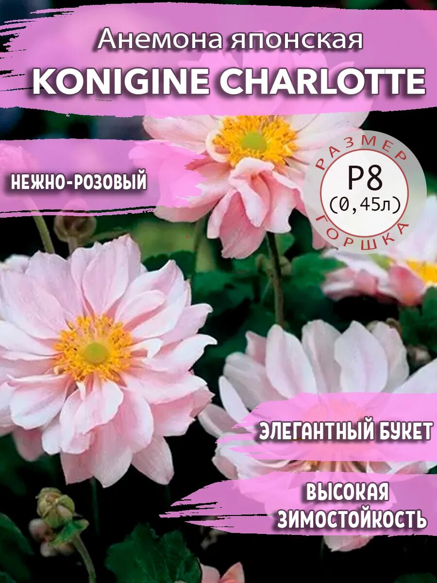 Анемона японская Konigin Charlotte