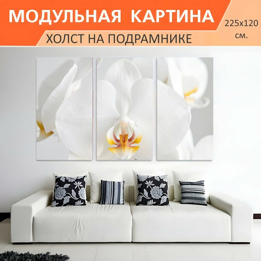Модульная картина на холсте "Белые орхидеи крупным планом. Нежные экзотические цветы в светлой минималистичной композиции." триптих на подрамнике 225х120 см. для интерьера