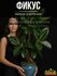 Фикус Эластика Робуста, или Каучуконосный (Ficus Elastica Robusta) D6см, живой в...