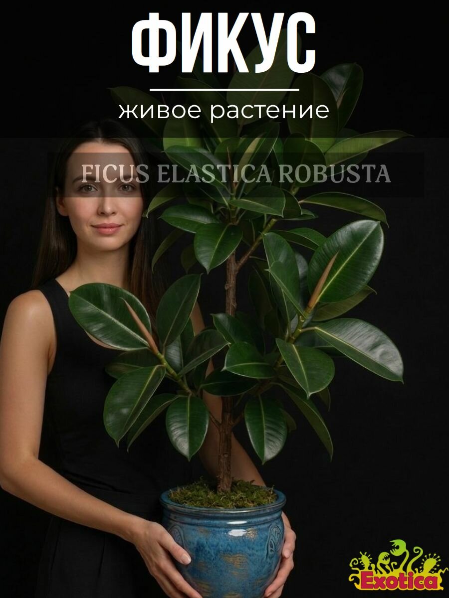 Фикус Эластика Робуста, или Каучуконосный (Ficus Elastica Robusta) D6см, живой в горшке