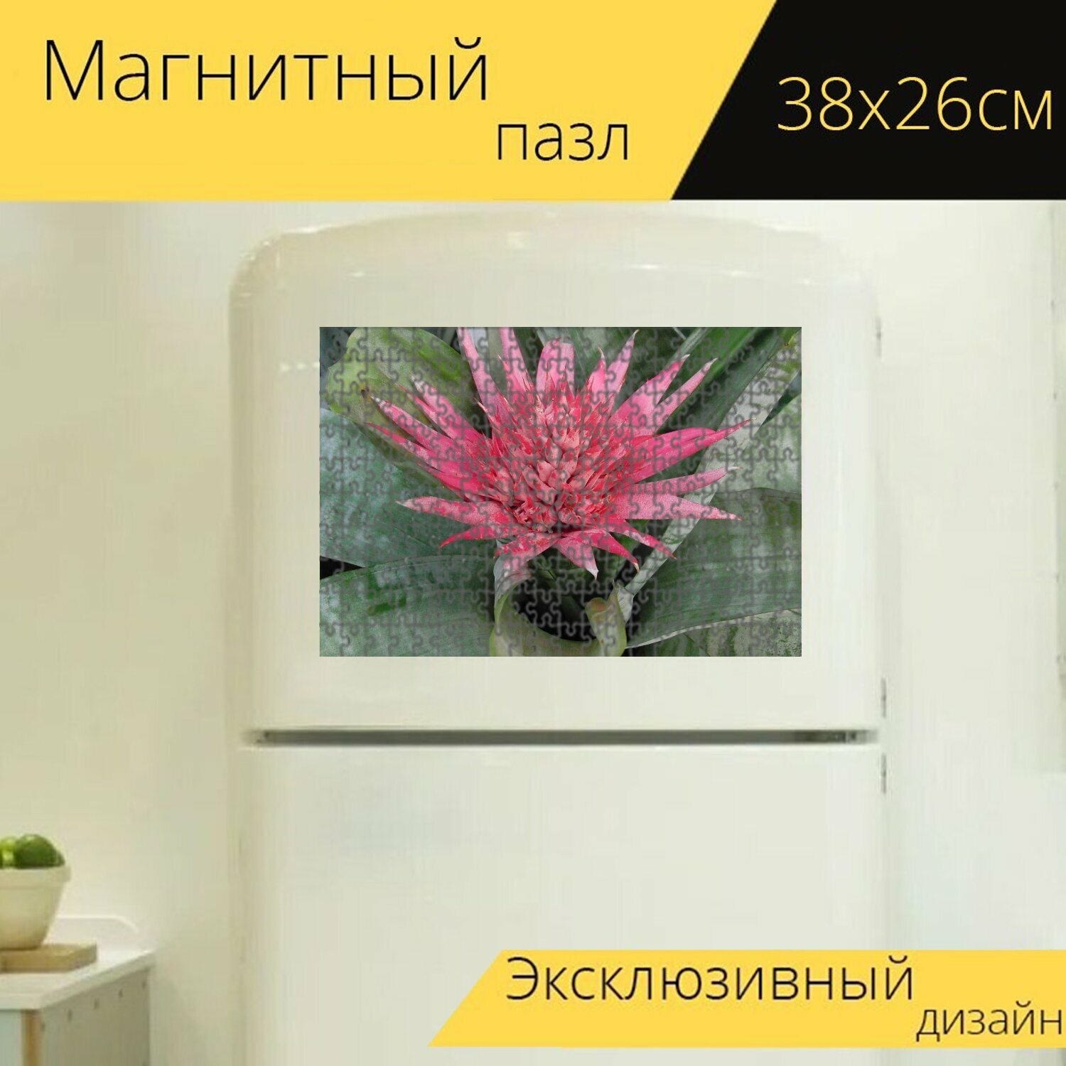 Магнитный пазл "Эхмея полосатая, aechmea fasciata, розовый цветок" для интерьера, 38х26 см.