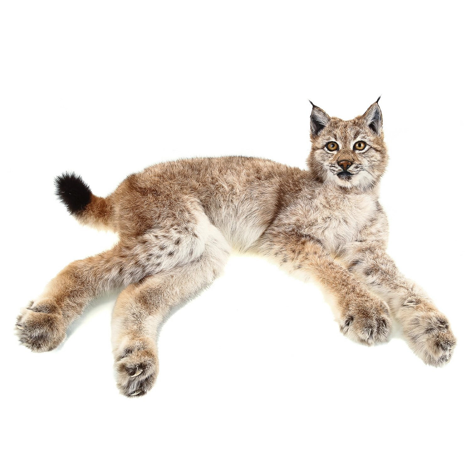 0070867 чучело "рысенок" лежащий