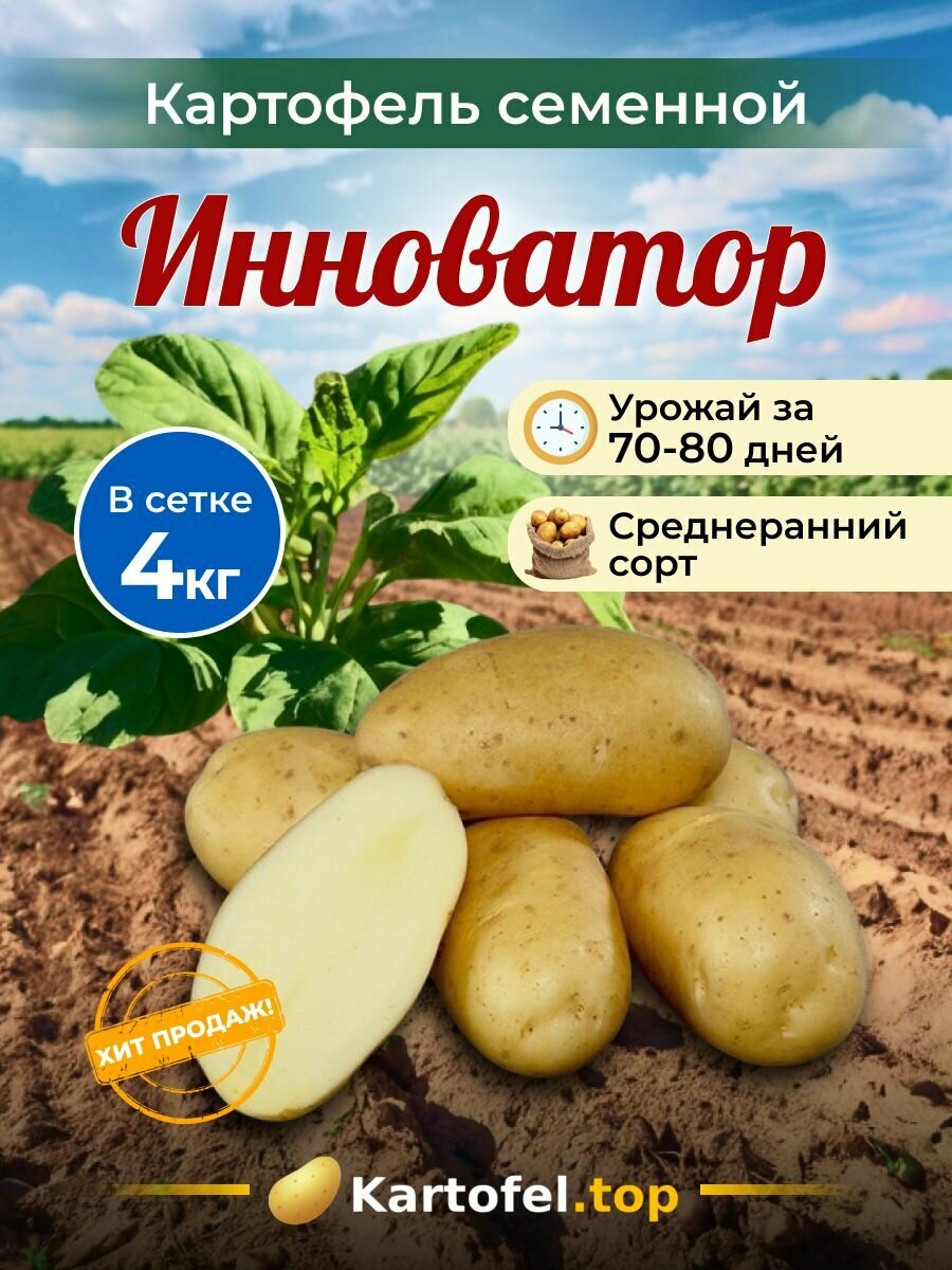 Картофель семенной клубни на посадку, саженцы "Инноватор" элита (4 кг)
