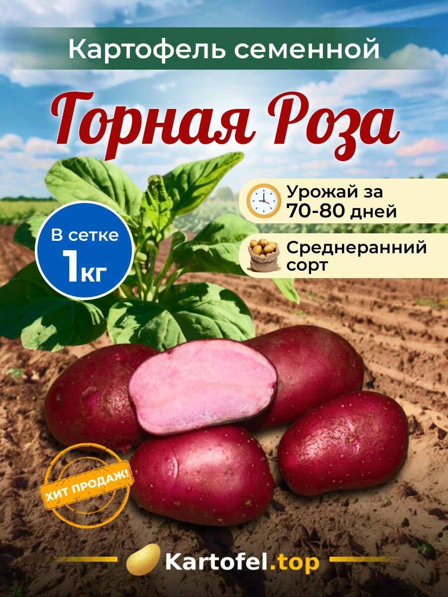 Картофель семенной клубни на посадку, саженцы "Горная роза" элита (1 кг)