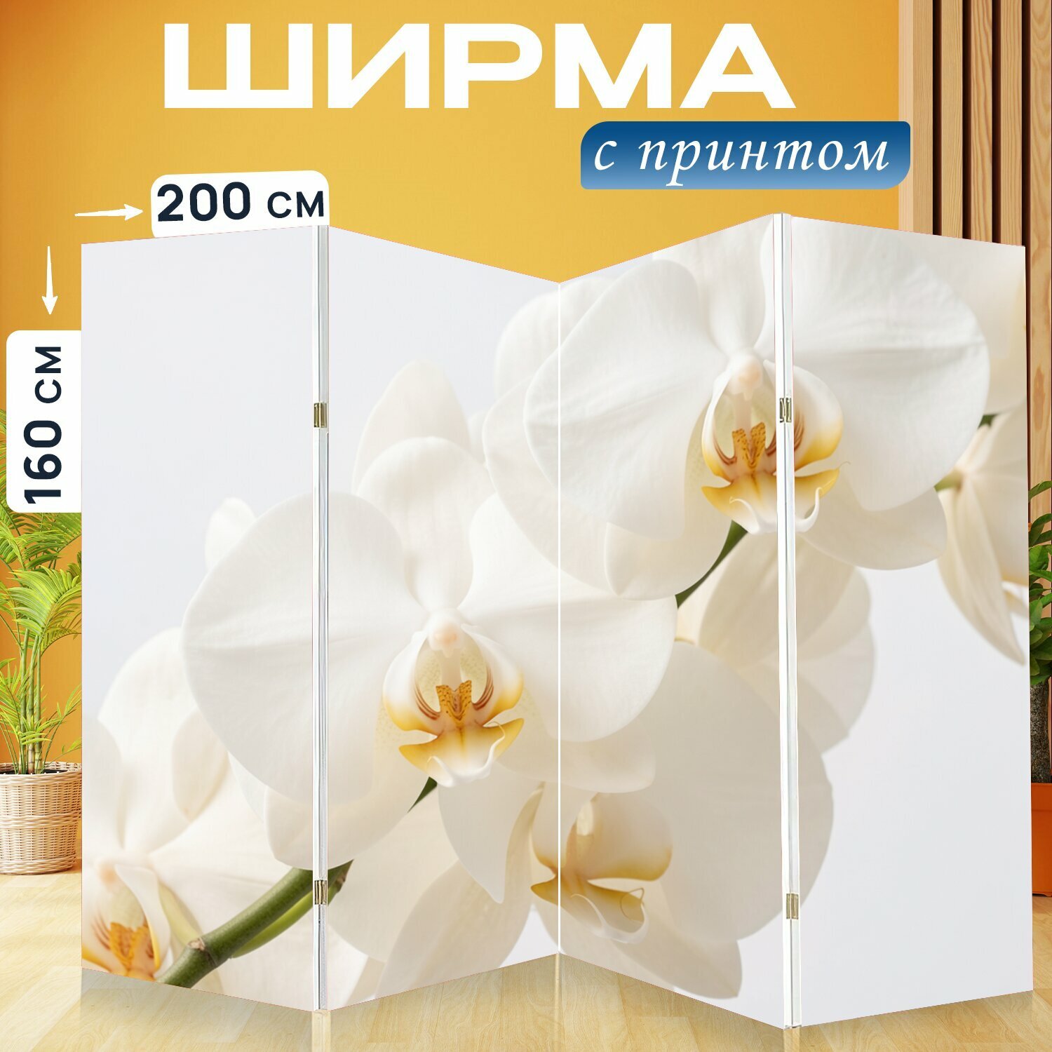 Ширма "Белые орхидеи на светлом фоне. Нежные тропические цветы с кремово-белыми лепестками и золотистыми." перегородка для зонирования комнаты с принтом 200x160 см. на холсте