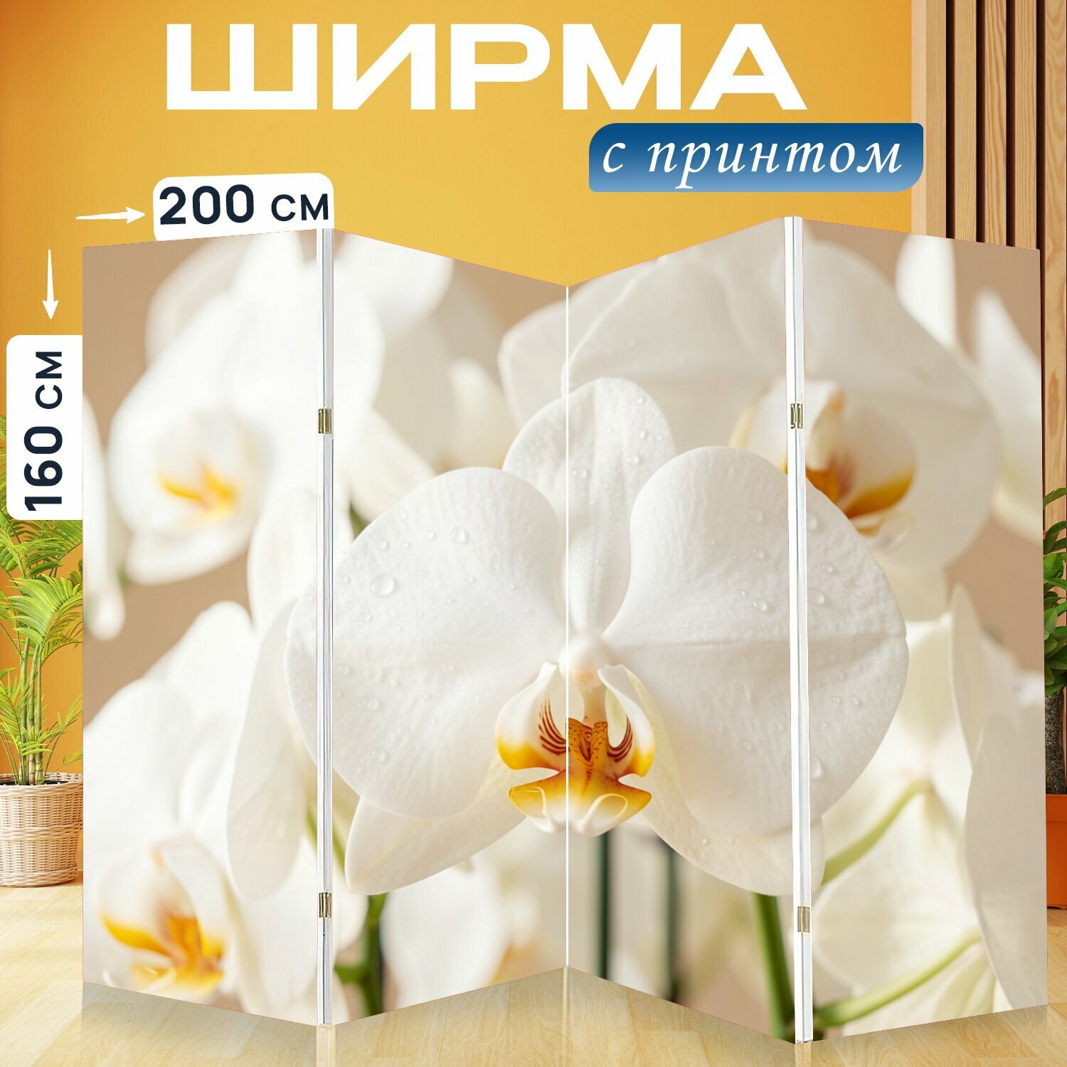 Ширма "Белые орхидеи с каплями росы. Нежные тропические цветы в светлой кремовой гамме, крупный план лепестков." перегородка для зонирования комнаты с принтом 200x160 см. на холсте