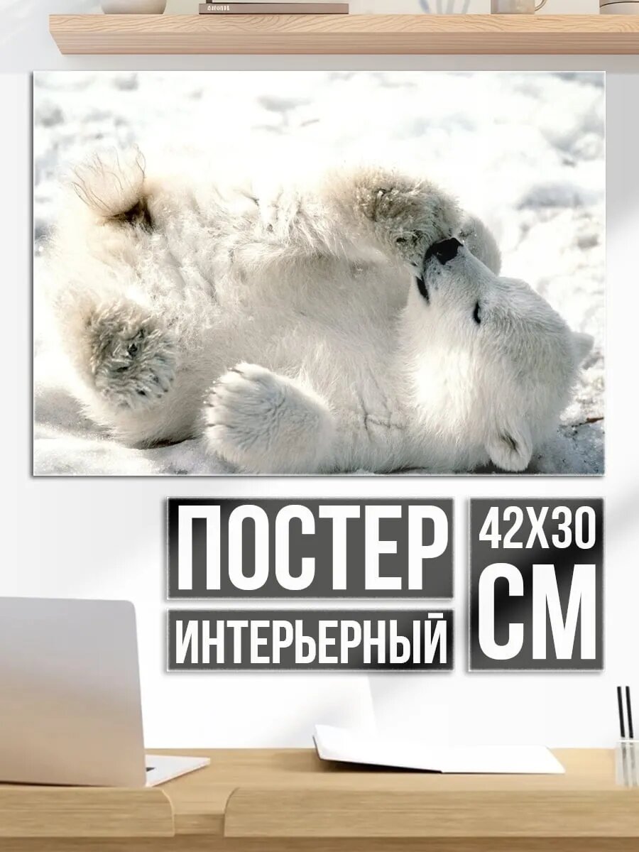 Плакат постер белый медведь лежит