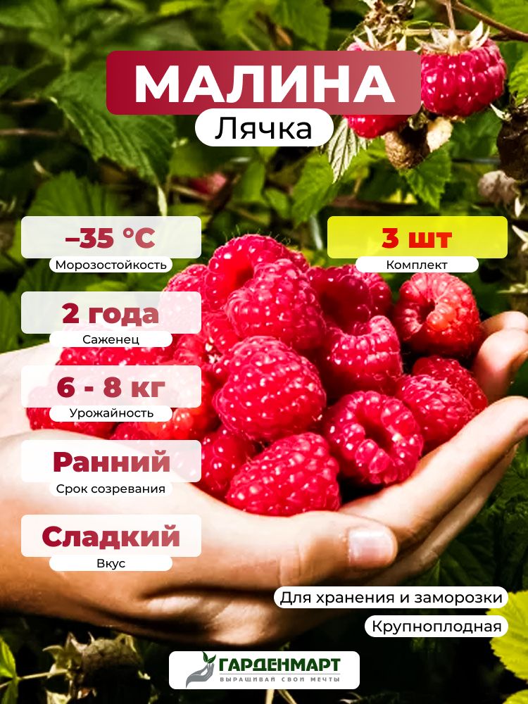 Саженец Малина крупноплодная Лячка, комплект 3 шт.