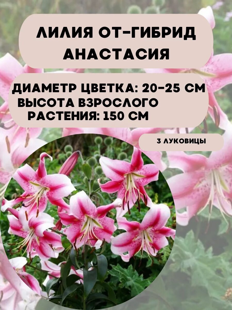 Лилия махровая; Лилия гибрид