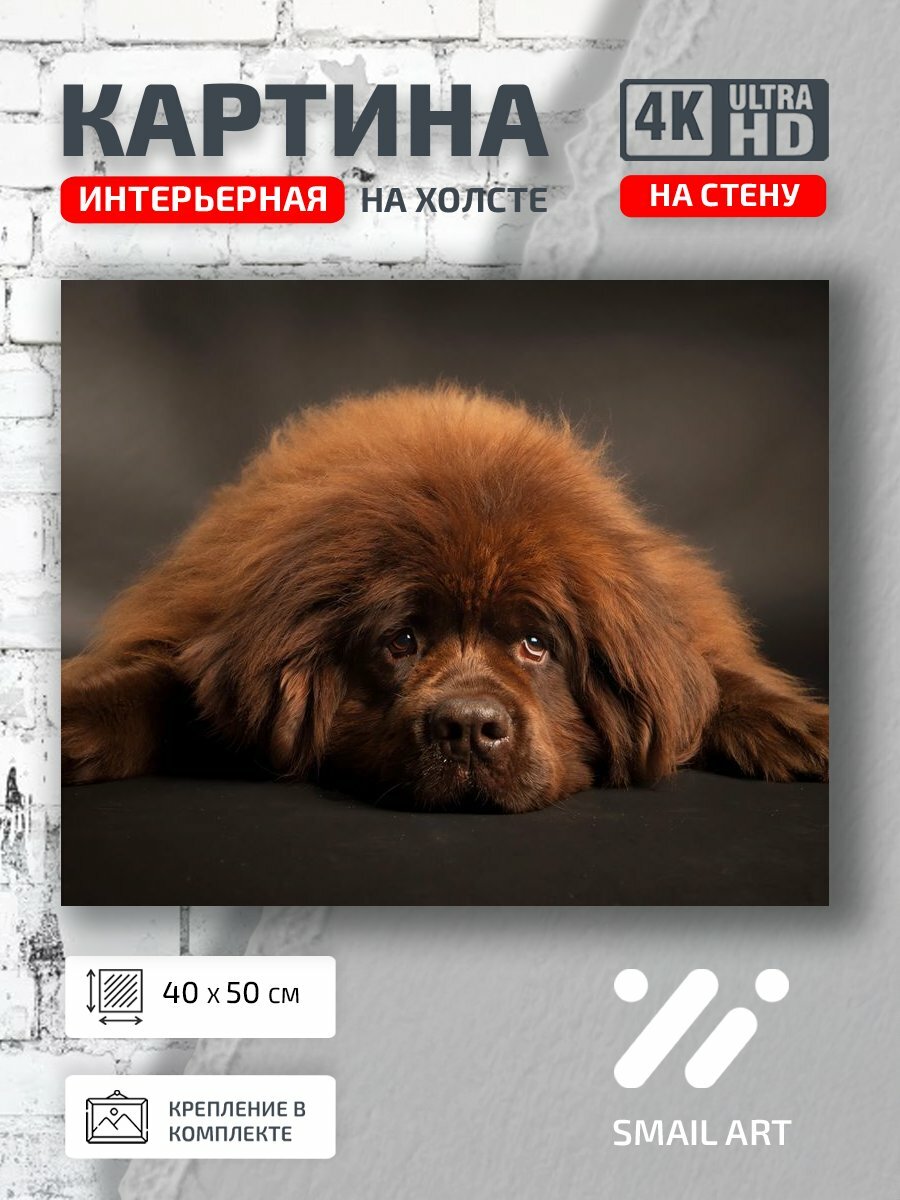 Картина на холсте интерьерная 40 на 50 на стену Лохматый Animal для детской animal style