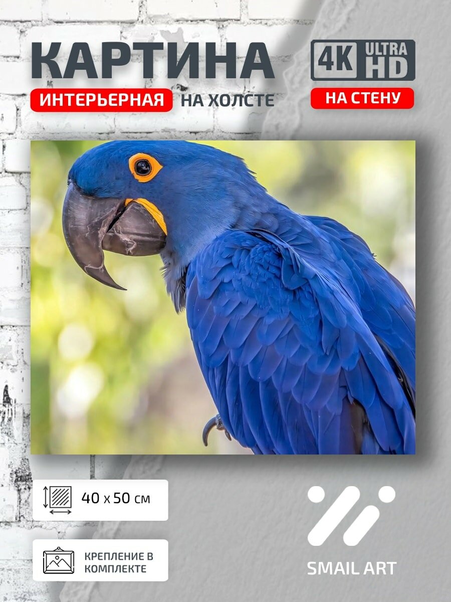 Картина на холсте интерьерная 40 на 50 на стену гиацинтовый ара для офиса атмосфера