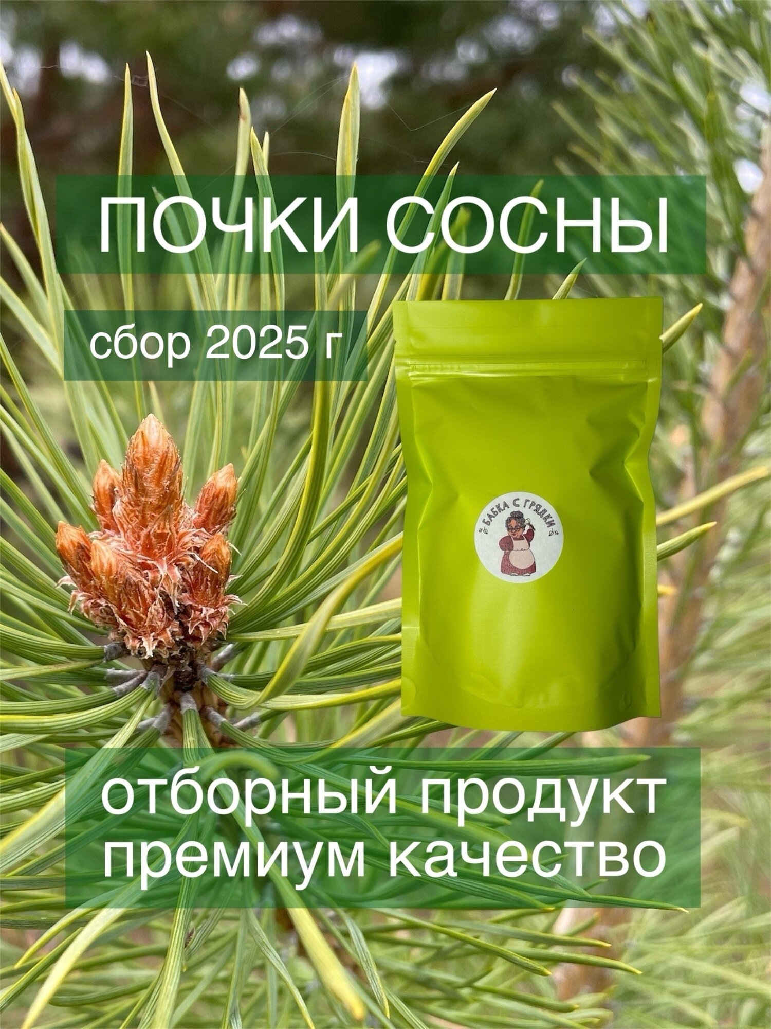 Сосновая почка сушеная, сбор апрель 2025, Бабка с Грядки