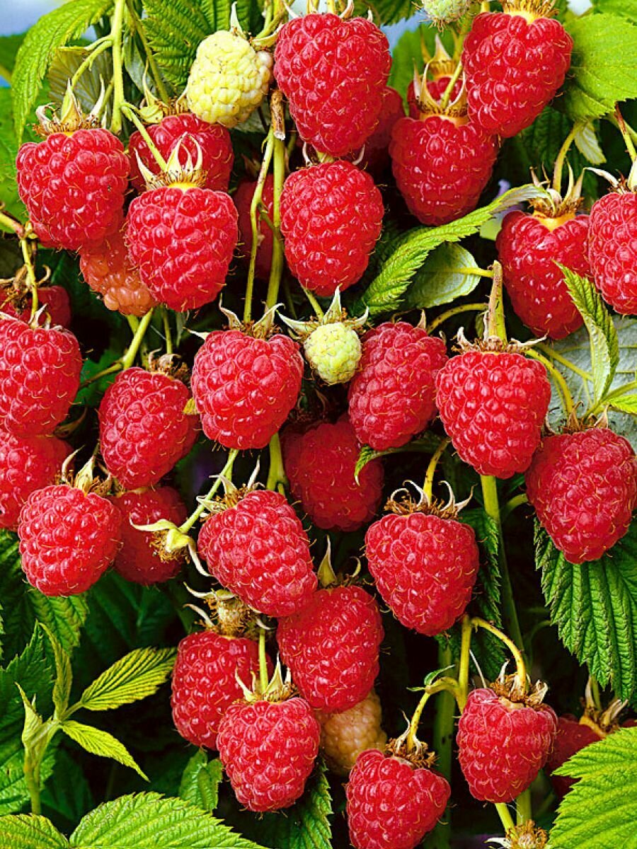 Малина "Колокольчик", крупноплодный сорт, морозостойкая, для всех регионов, 1 шт