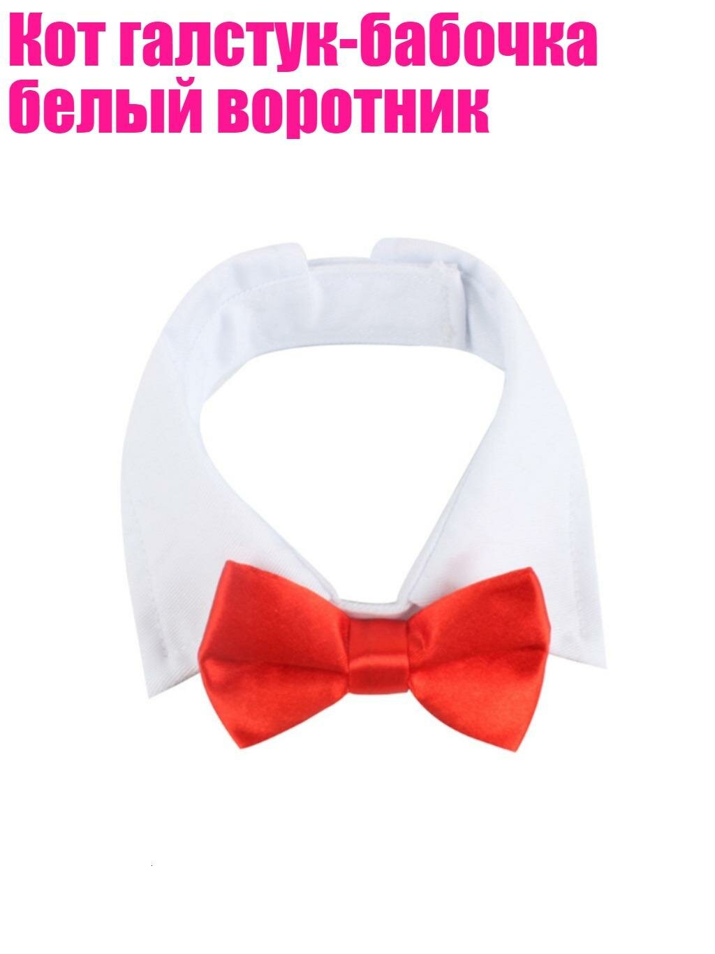 Кот галстук-бабочка белый воротник, PET40P