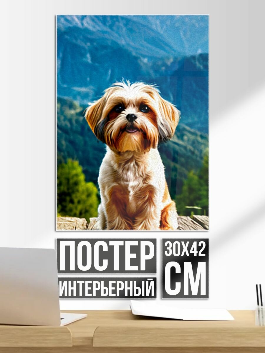 Постер на стену Ши-тцу летом в горах