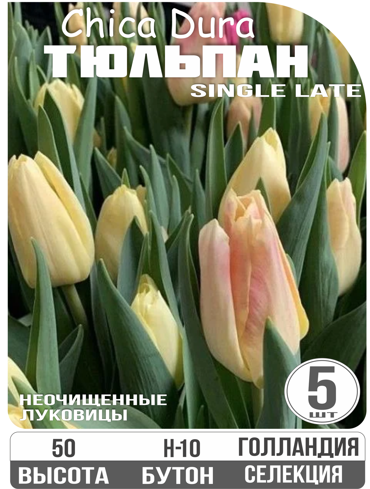 Тюльпан луковицы Чика Дура, 5шт неочищенные, многолетник , кремового цвета высота 50 см.