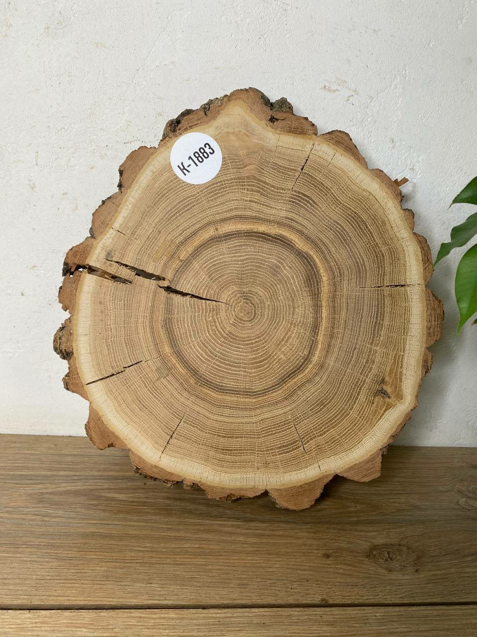 Спил дуб . Габаритные размеры 32х30х4 см. Шлифованный с 2-х сторон. артикул к1883