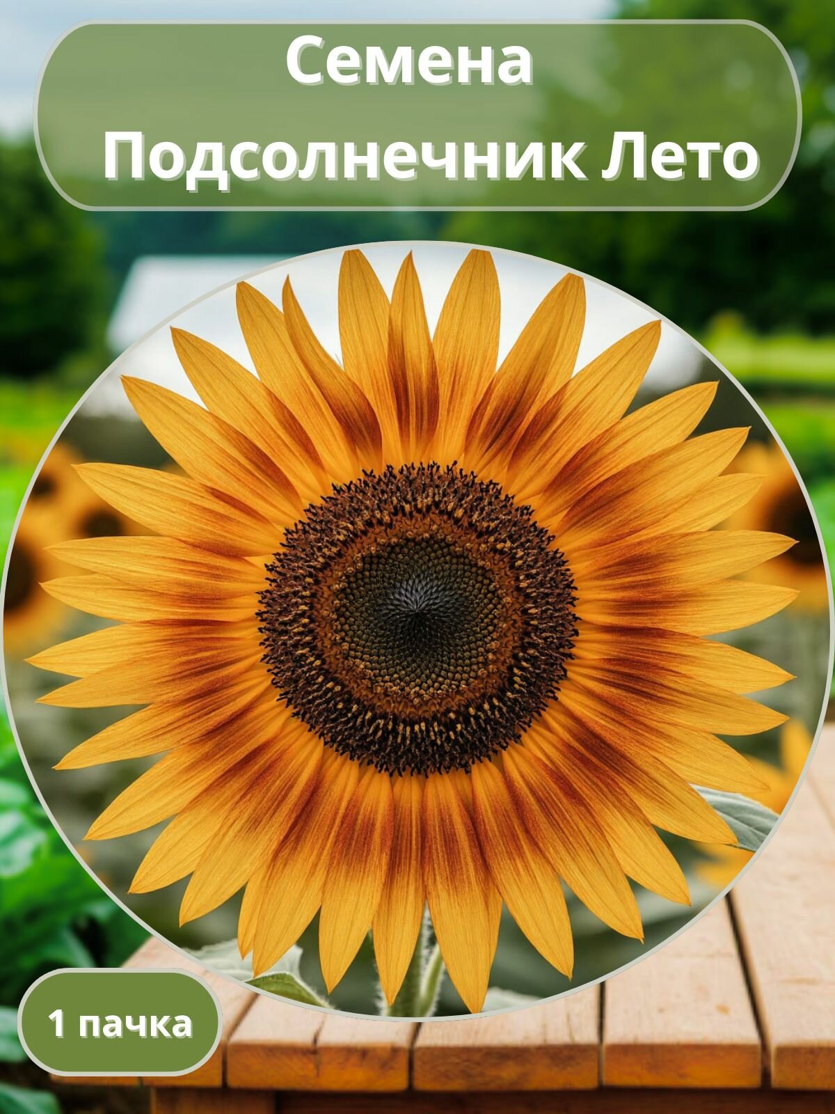 Подсолнечник Лето, семена 10 шт