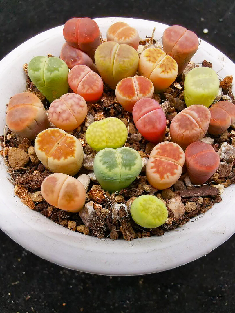 Причудливые Живые камни Микс, Семена, 15 шт, семена комнатных растений