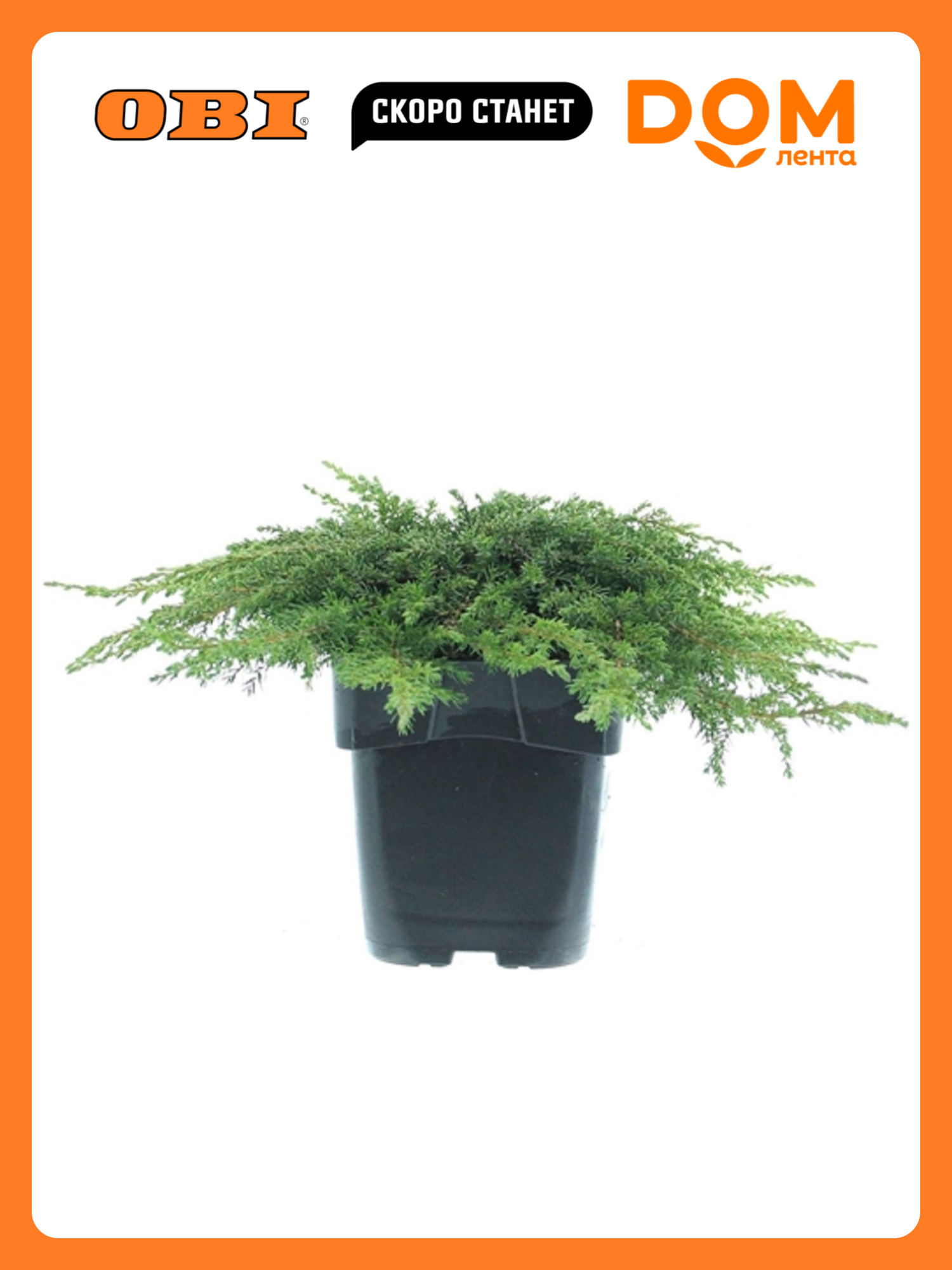 Можжевельник Грин Карпет 883639, многолетнее, хвойное, декоративное растение