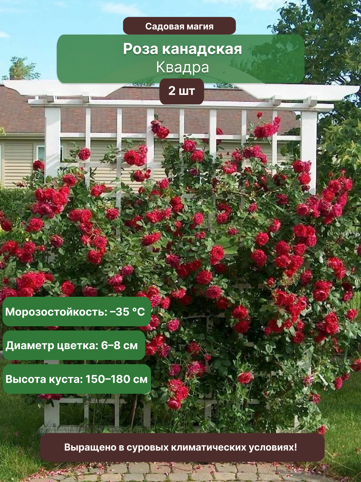 Роза канадская Квадра / 2 шт, морозостойкая, ароматная, красная