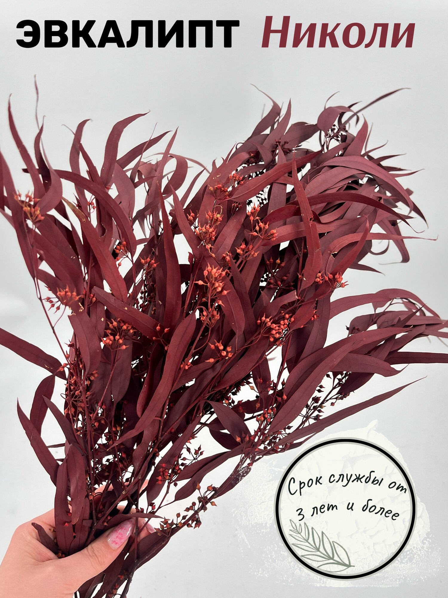 Эвкалипт стабилизированный / Николи 70-75 см