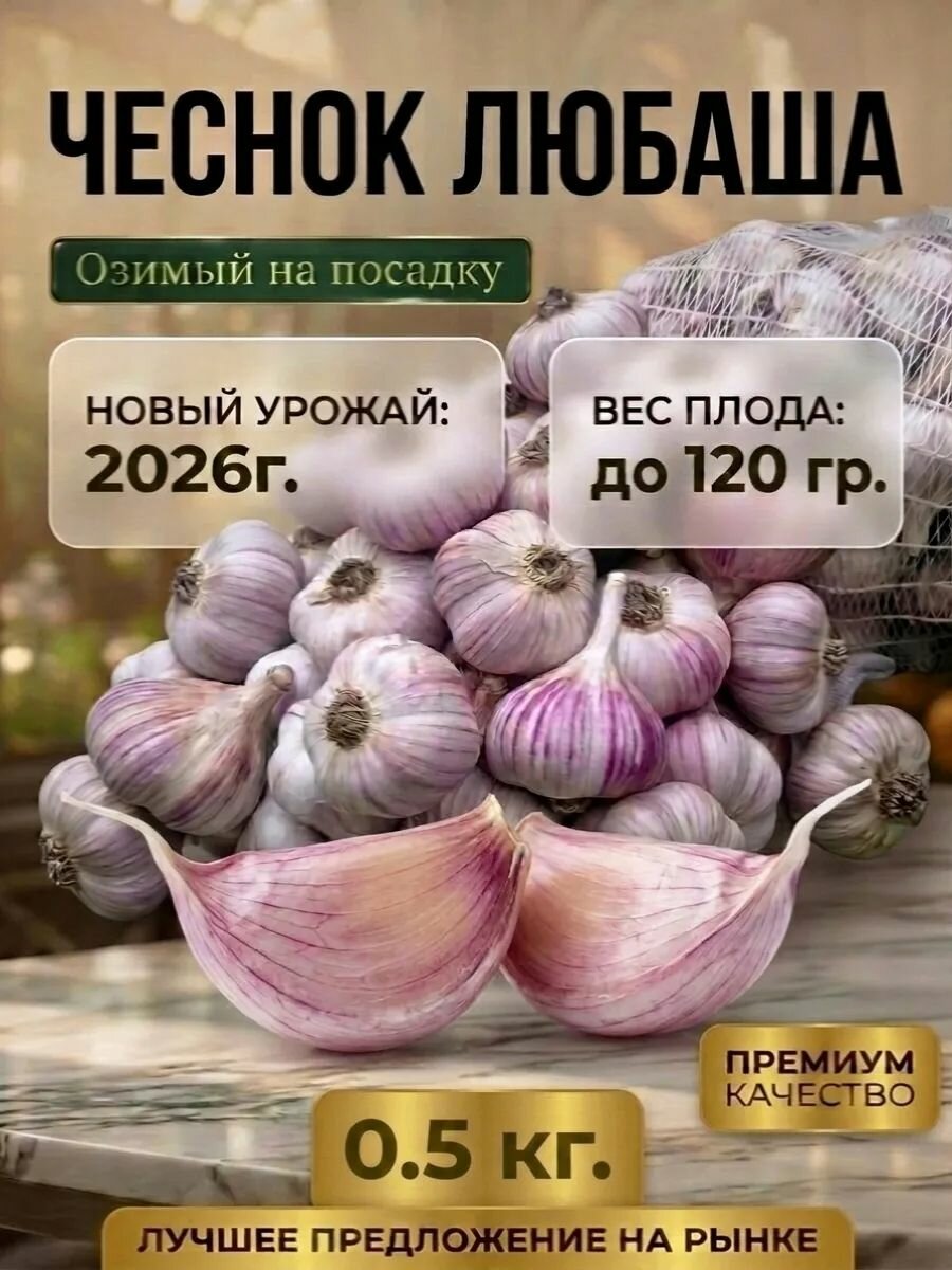Озимый чеснок на посадку Любаша