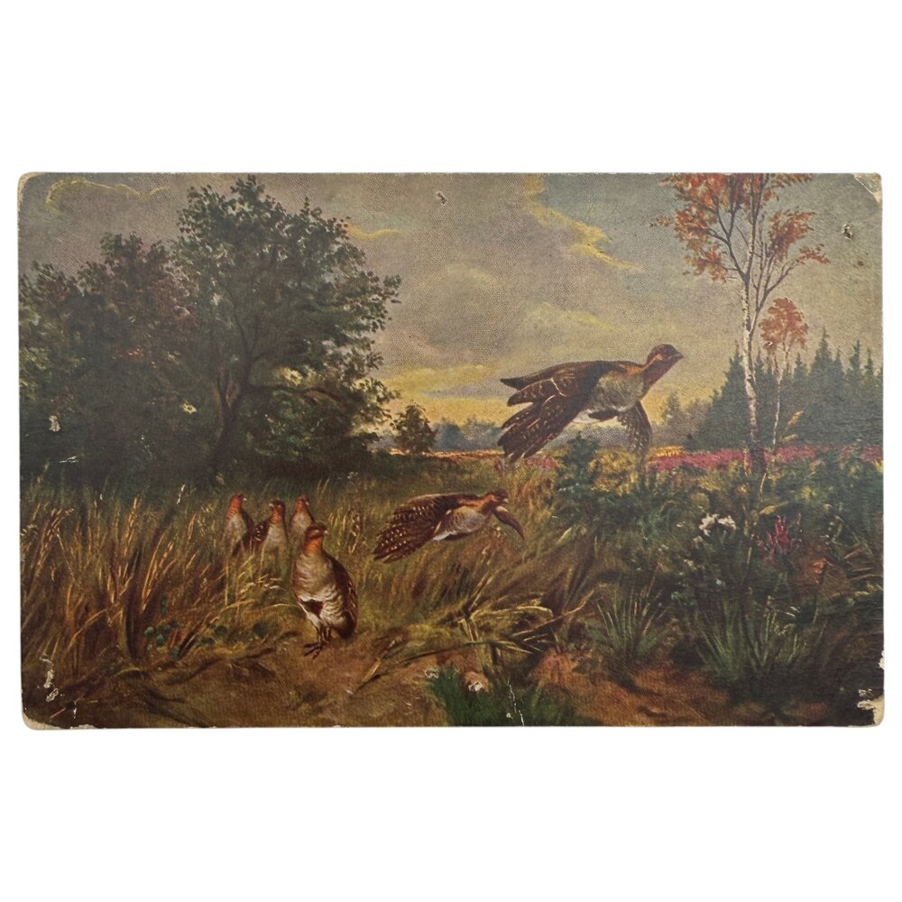 Почтовая открытка "Серая куропатка с выводком" 1900-1917 гг. Германская Империя