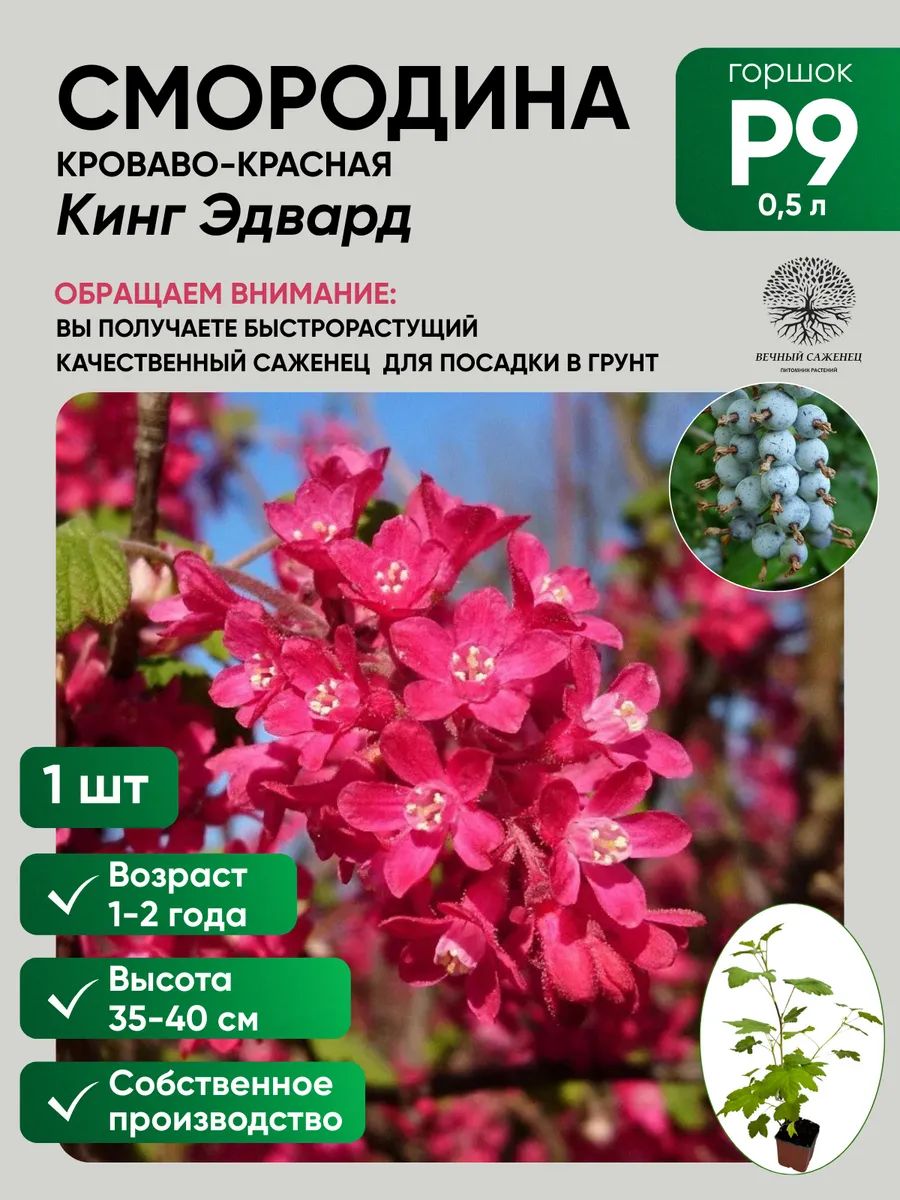 Смородина кроваво-красная Кинг Эдвард, саженец для сада и дачи, декоративное растение для посадки