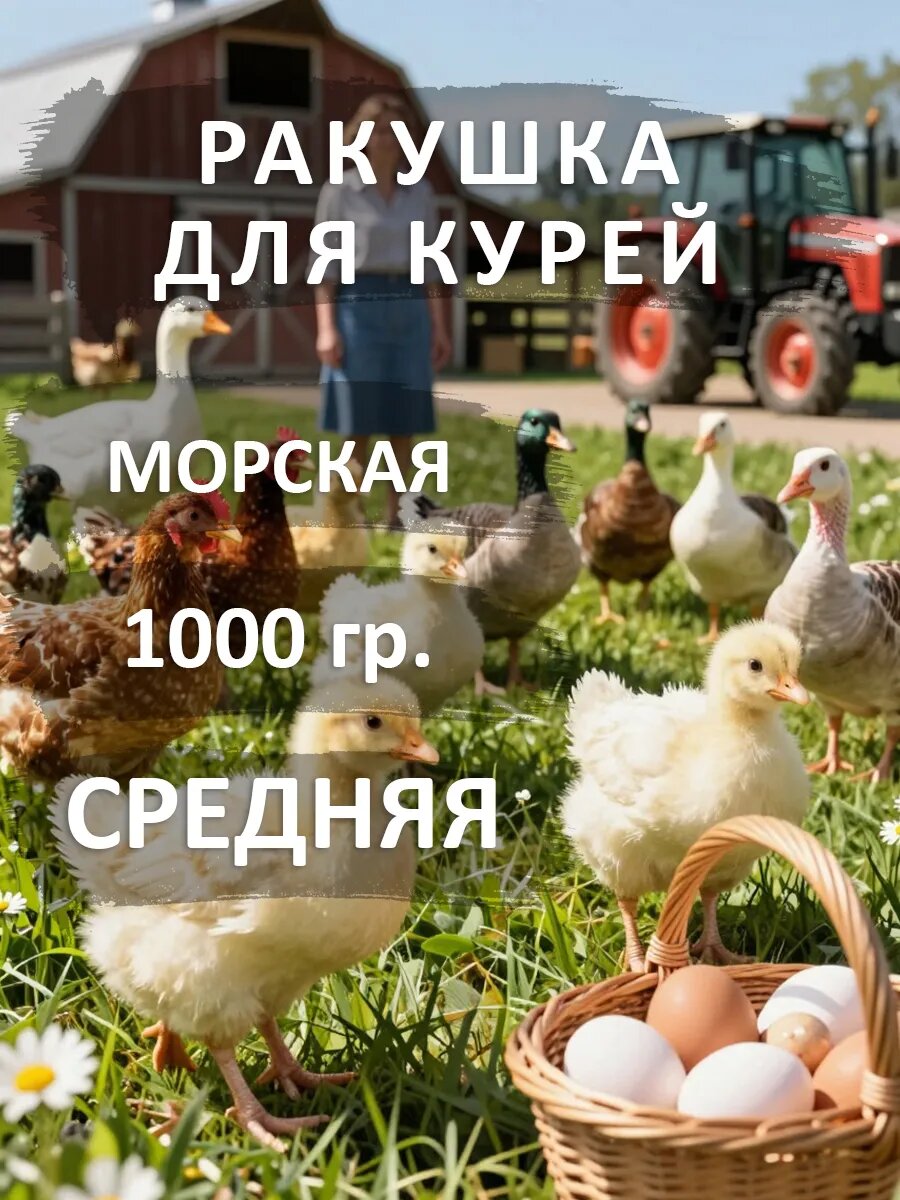 Ракушка для курей средняя 1000г