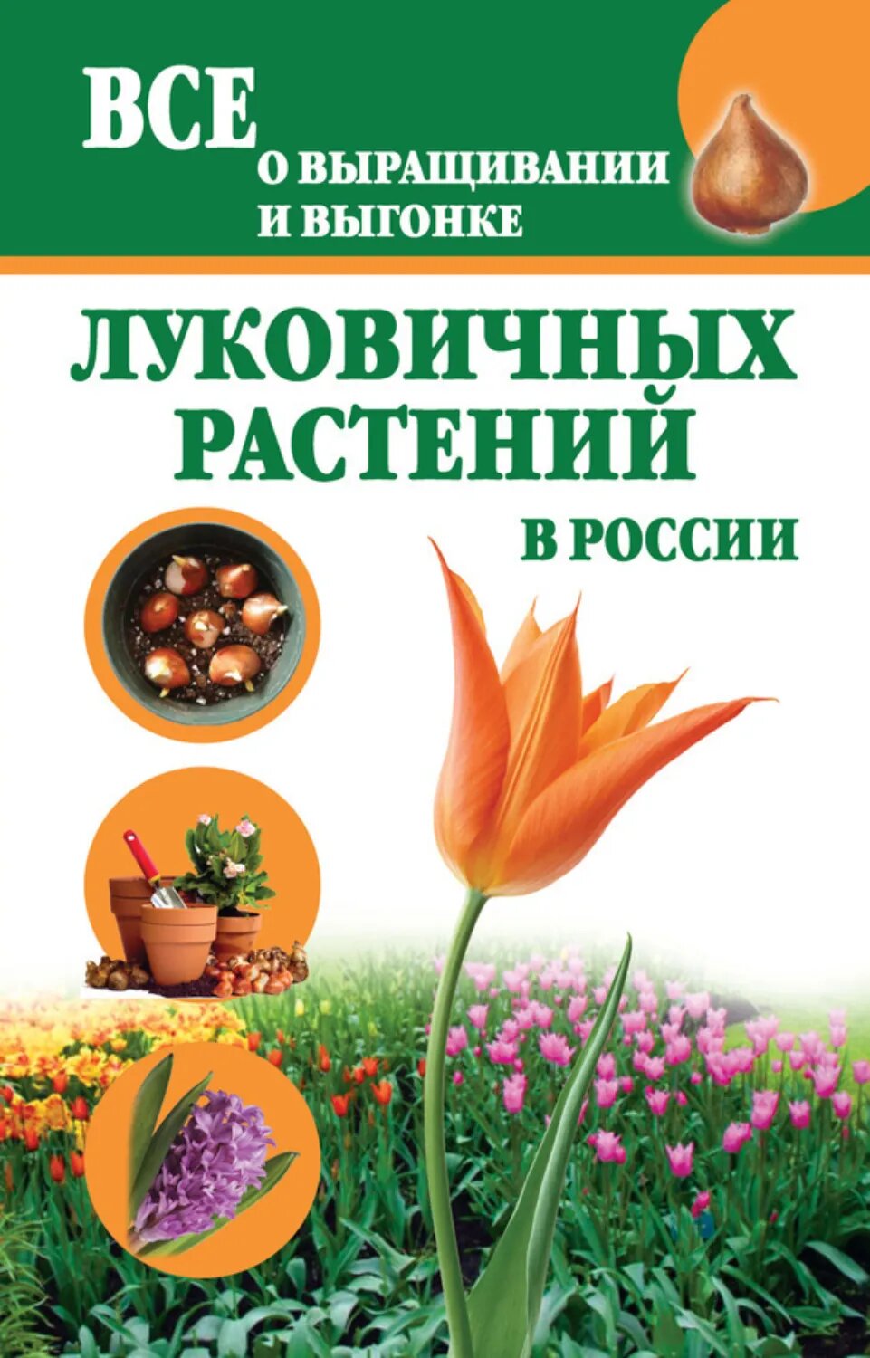 Все о выращивании и выгонке луковичных растений в России [Цифровая книга]