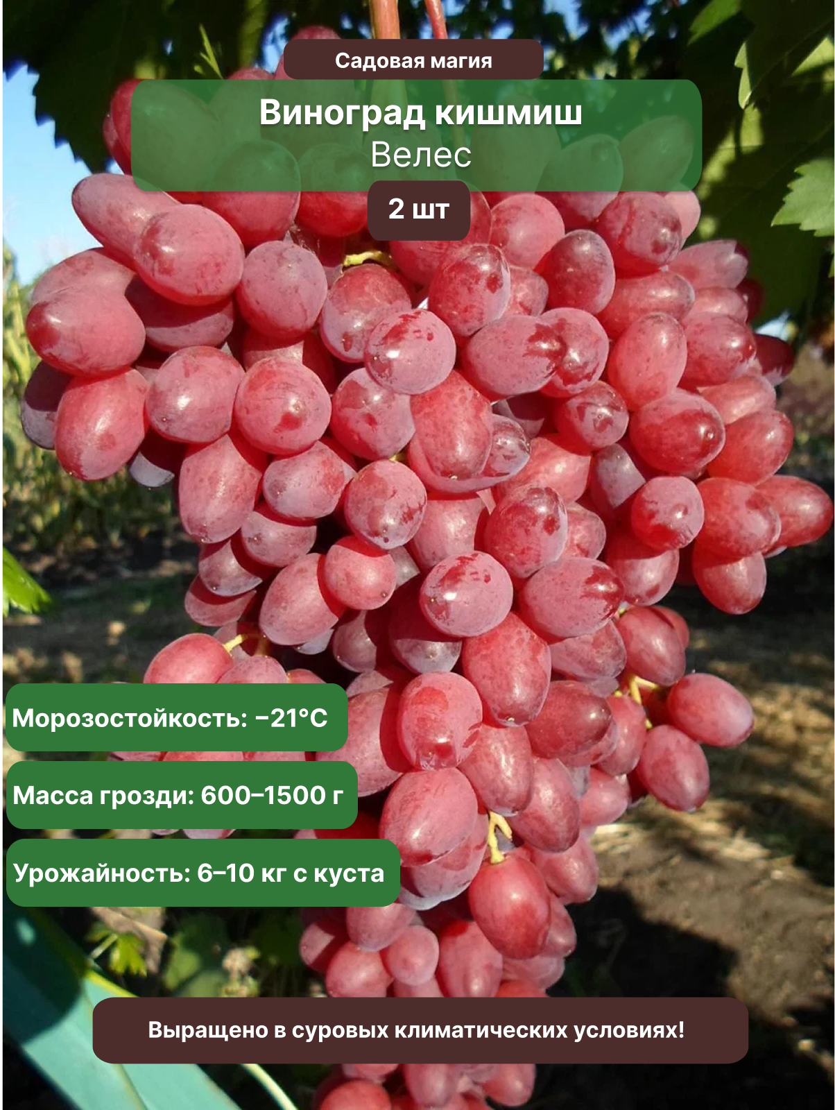 Виноград кишмиш Велес 2 шт / бессемянный, морозостойкий сорт