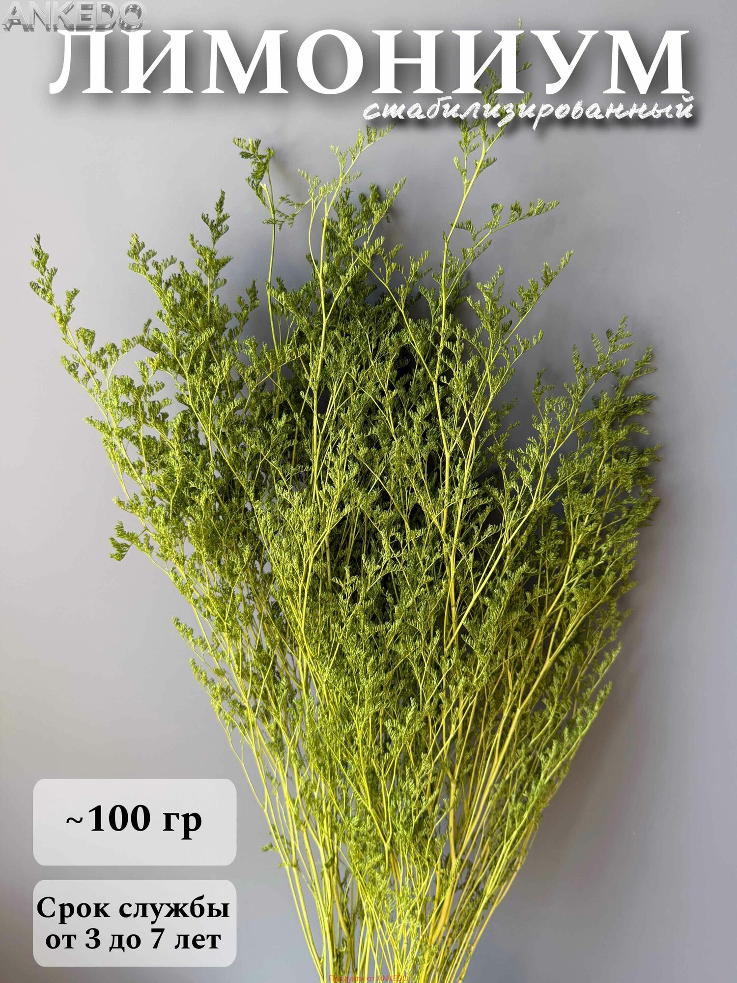 Лимониум стабилизированный сухоцвет для декора