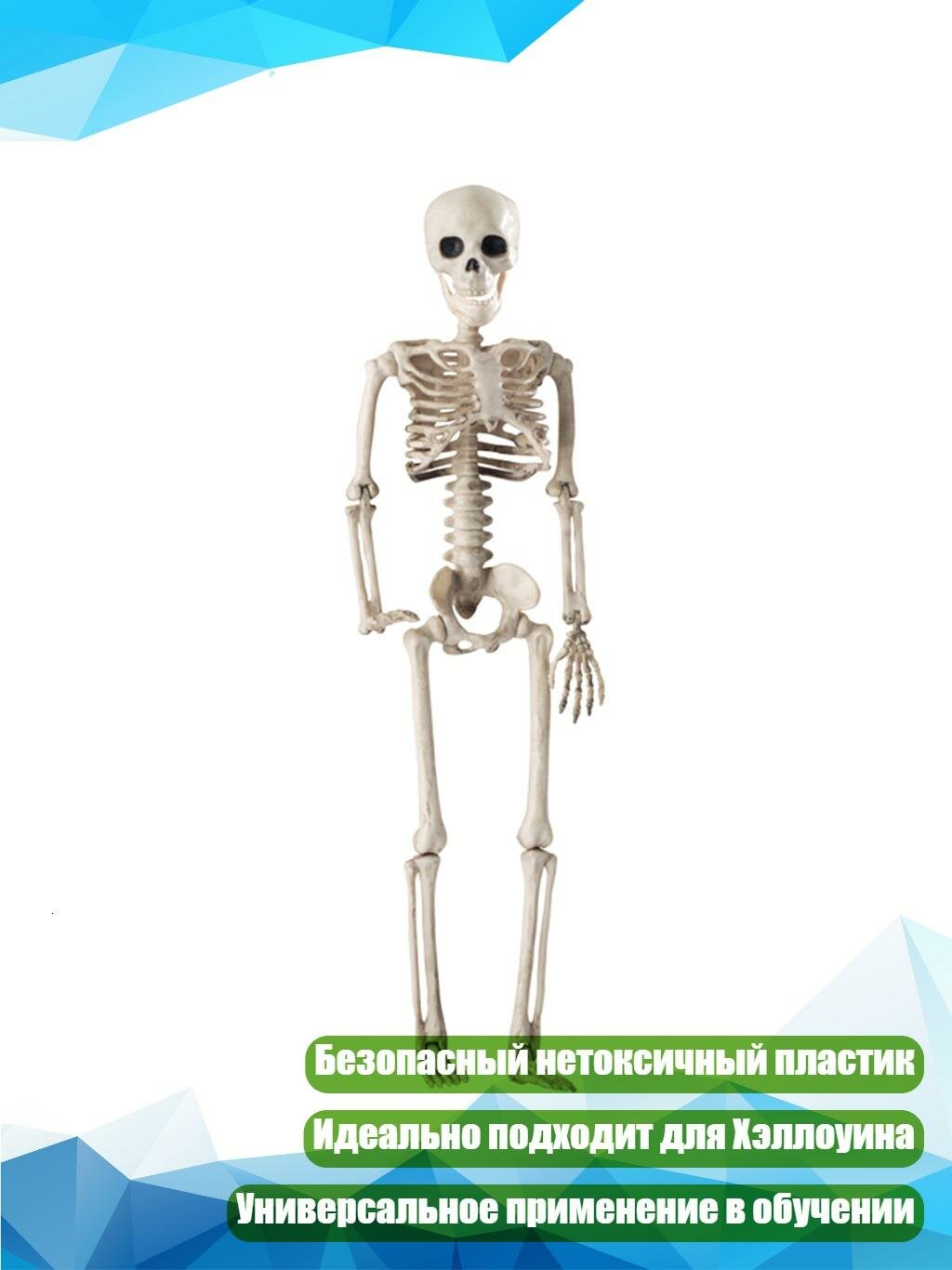 Человеческий череп для Хэллоуина